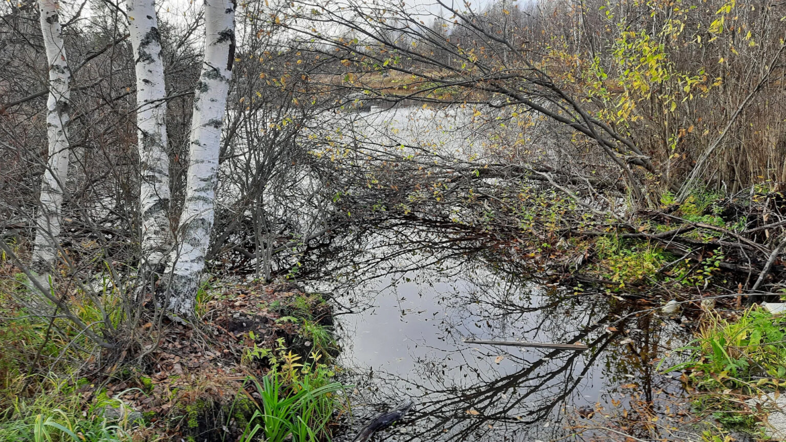 Karelian birch: hardwood - soandsomag.org